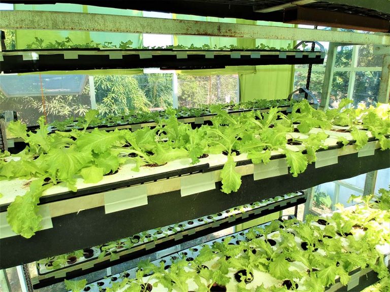 Good Greens and Co. introduces farming to cities, grows vegetables year ...